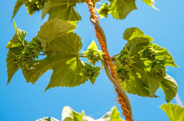 California Hops Growers | Craft Beer & Home Brewing Hops
